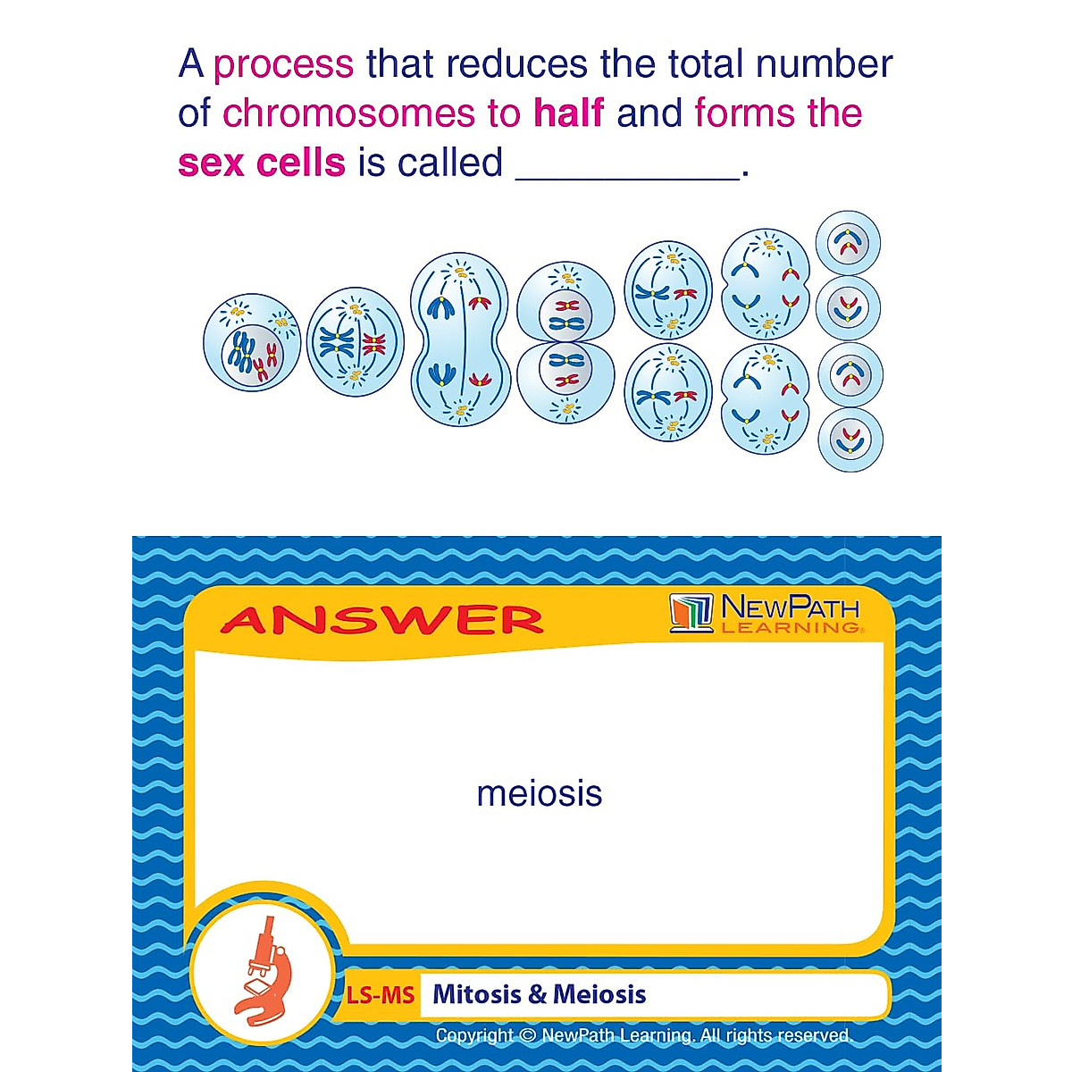 NewPath Learning Mitosis & Meiosis Learning Center Game - Grades 6-9, Standard, Full