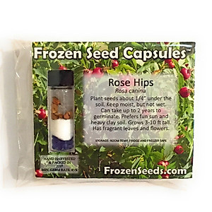 Frozen Seed Capsules - Rose Hip (Rosa canina) - Grow Now or Store for Future Planting - Capsule of 10 Seeds