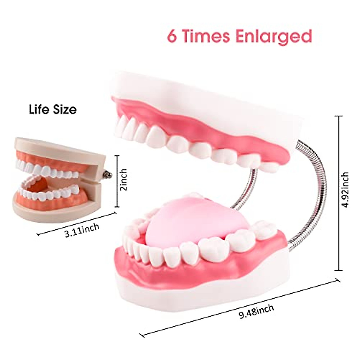 Ultrassist Mouth Model Metal Hinge for Speech Therapy, Ideal Brushing Teaching Dental Teeth Model for Kids and Children, 6 Times Enlarge, Includes Toothbrush