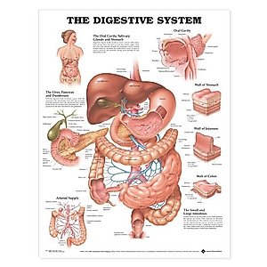 The Digestive System Anatomical Chart 20" X 26" Laminated