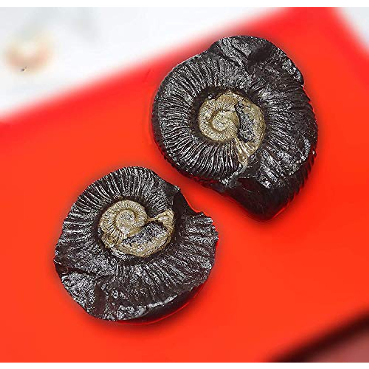 RUDRADIVINE Rudra Divine Natural Shaligram Stone/Shila AAA Quality for Home & Office from Gandaki River Nepal