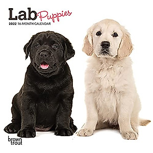 Lab Puppies 2022 7 x 7 Inch Monthly Mini Wall Calendar, Animals Dog Breeds Puppy DogDays