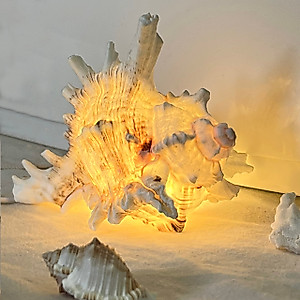 MIYA LIFE Magic Conch Shell Lamp - LED Lighted Real Conch Shell Night Light (Medium, Largest Side Around 5.5'') USB Plug & Battery Powered Seashell Lamp Sea Lamp for Bedroom Beach Themed Room Decor