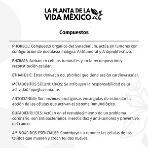 La Planta De La Vida Mexico, Tintura Madre de Lechero Africano