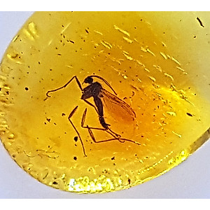 Genuine Fossil Baltic Amber with Inclusion with Magnifying Box/Beautiful Museum Grade