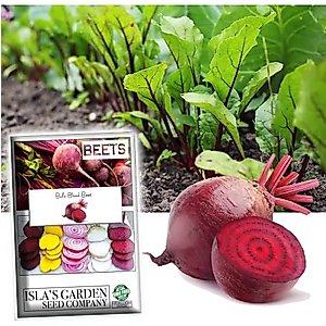 Bull's Blood Beet Seeds for Planting, 100+ Heirloom Seeds Per Packet, (Isla's Garden Seeds), Non GMO Seeds, Botanical Name: Beta vulgaris, Great Home Garden Gift