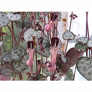 String of Hearts - Hearts Entangled -Ceropegia woodii-2.5" Pot-Collector' Series