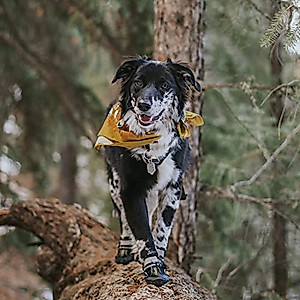 QUMY Dog Shoes for Large Dogs, Medium Dog Boots & Paw Protectors for Winter Snowy Day, Summer Hot Pavement, Waterproof in Rainy Weather, Outdoor Walking, Indoor Hardfloors Anti Slip Sole Black Size 6