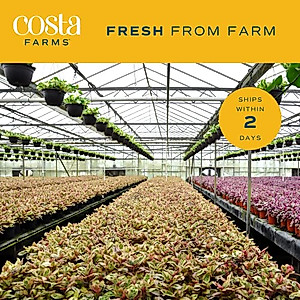 Costa Farms ZZ Plant, Live Indoor Houseplant in Modern Decor Planter, Natural Air Purifier in Potting Soil, Gift for Plant Lovers, Birthday Gift, Tabletop Living Room Decor, Desk Decor, 22-Inches Tall