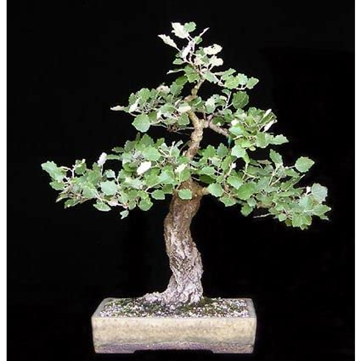 4 White Poplar Bonsai Tree Forest Cuttings to Grow - Easy to Grow Indoor or Outdoor Bonsai Plants - Made in USA
