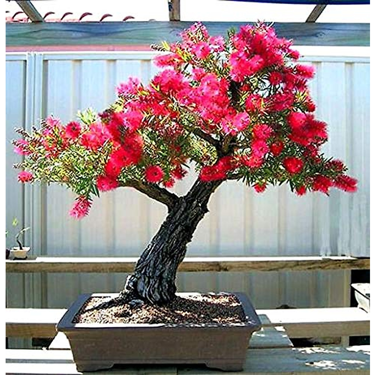 1138-Crimson Bottle Brush (Callistemon citrinus) Seeds by Robsrareandgiantseeds UPC0764425787570 Non-GMO,Organic,USA Grower,Herb,Bonsai,1138 Package of 25 Seeds