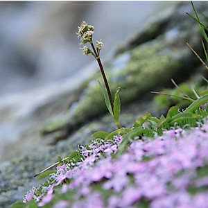 Speick Shave Cream - 2.5 fl. oz.