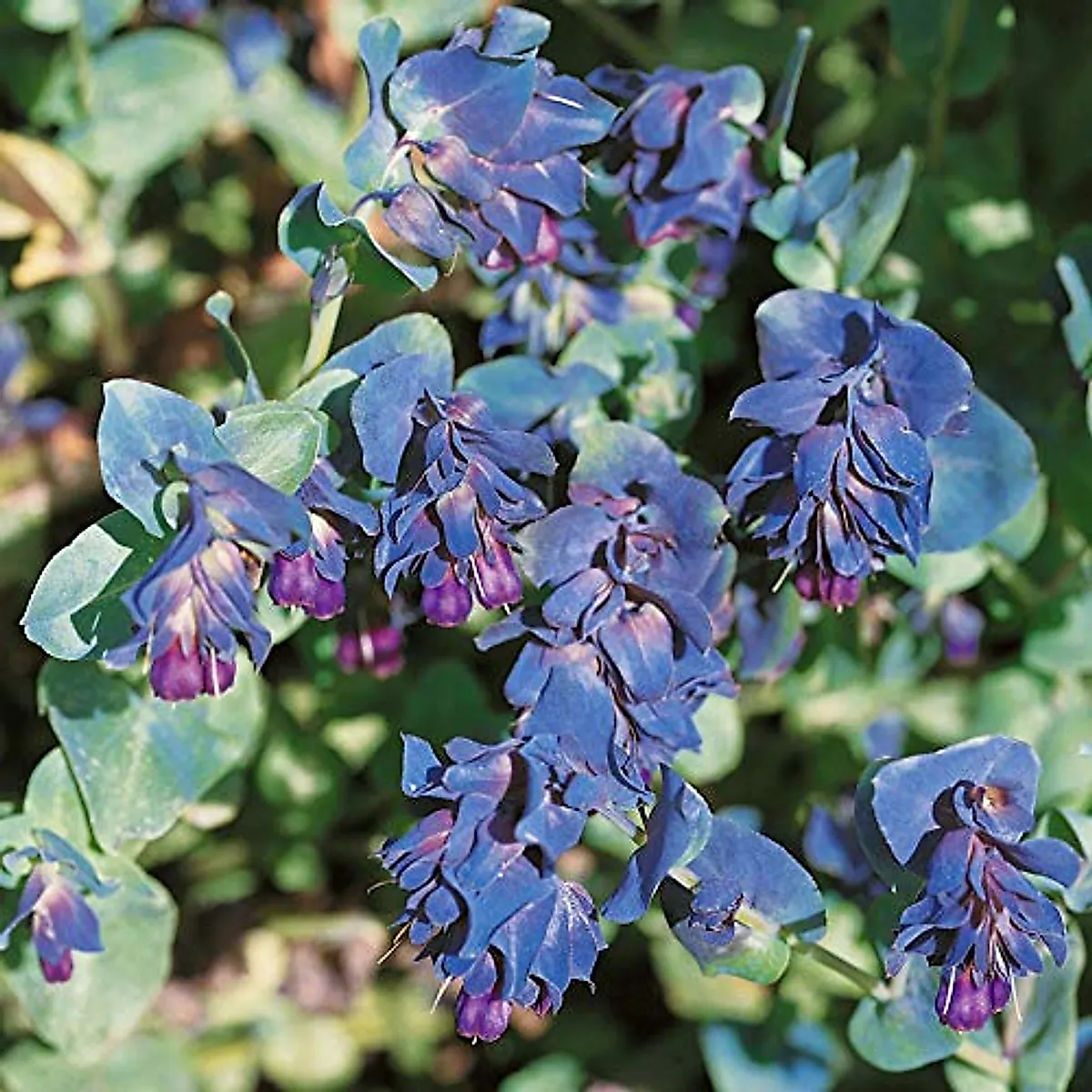 Outsidepride Cerinthe Major Honeywort Plant Garden Flower Seeds - 50 Seeds