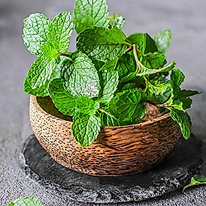 Gaea's Blessing Seeds - Mint Seeds - Non-GMO Seeds with Easy to Follow Planting Instructions - Spearmint - 90% Germination Rate