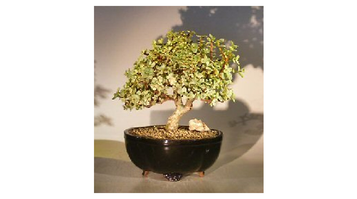 Buy Baby Jade Bonsai Tree - Unique Variegated Design