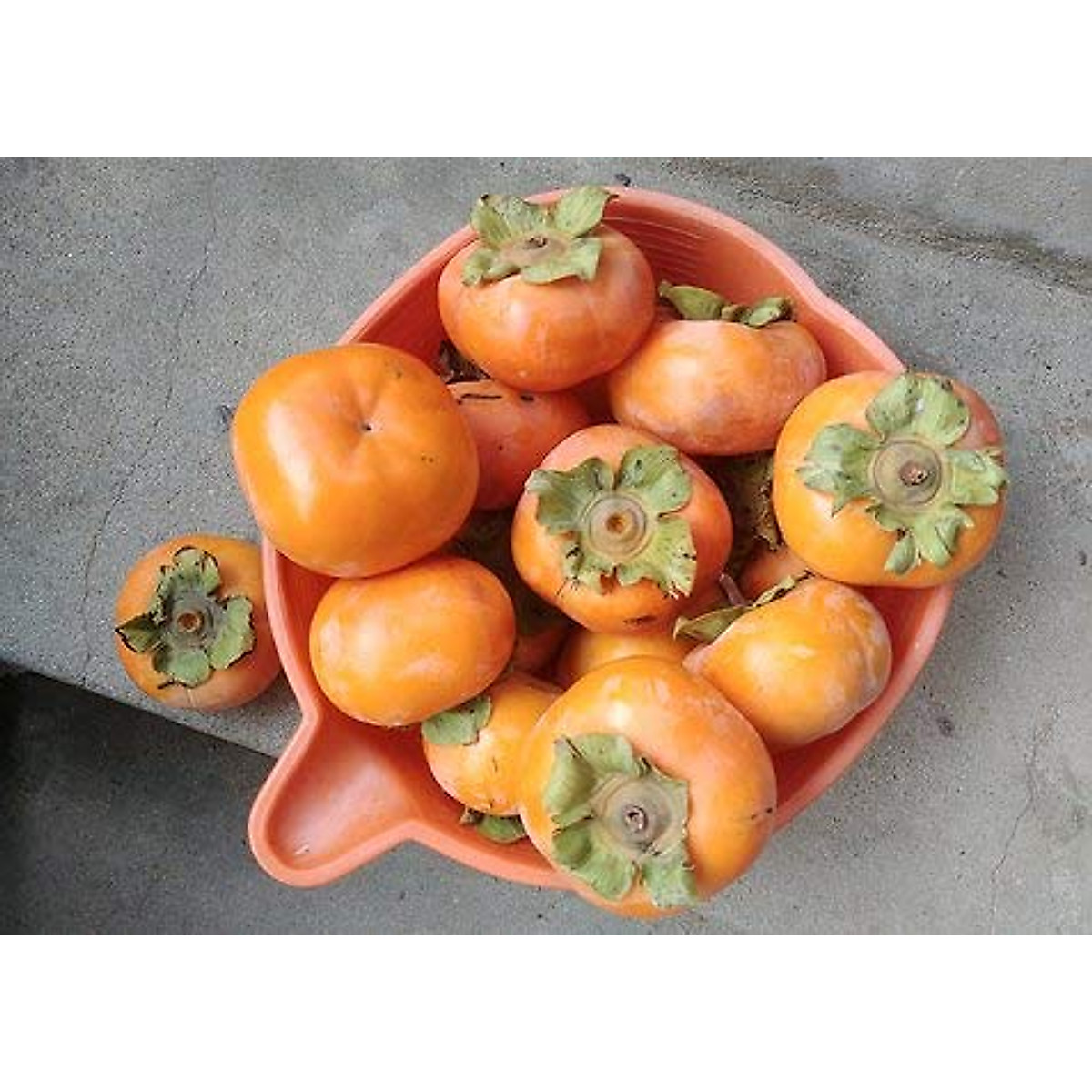 Fresh Persimmons- 5LBS