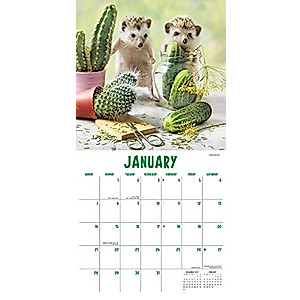 Hedgehogs 2018 Wall Calendar