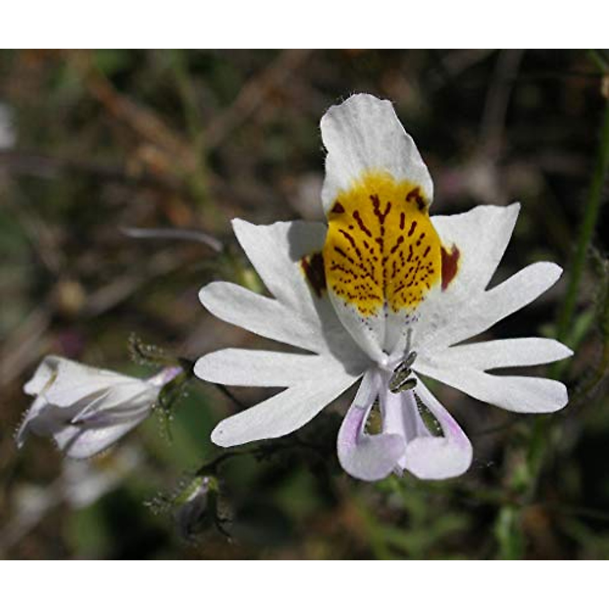 1194B-White Angels Poor Man's Orchid (Schizanthus pinnatus) Seeds by Robsrareandgiantseeds UPC0764425788430 Non-GMO,Organic,USA Grower,Bonsai,Showy, Butterfly Flower,1194-B Package of 15 Seeds