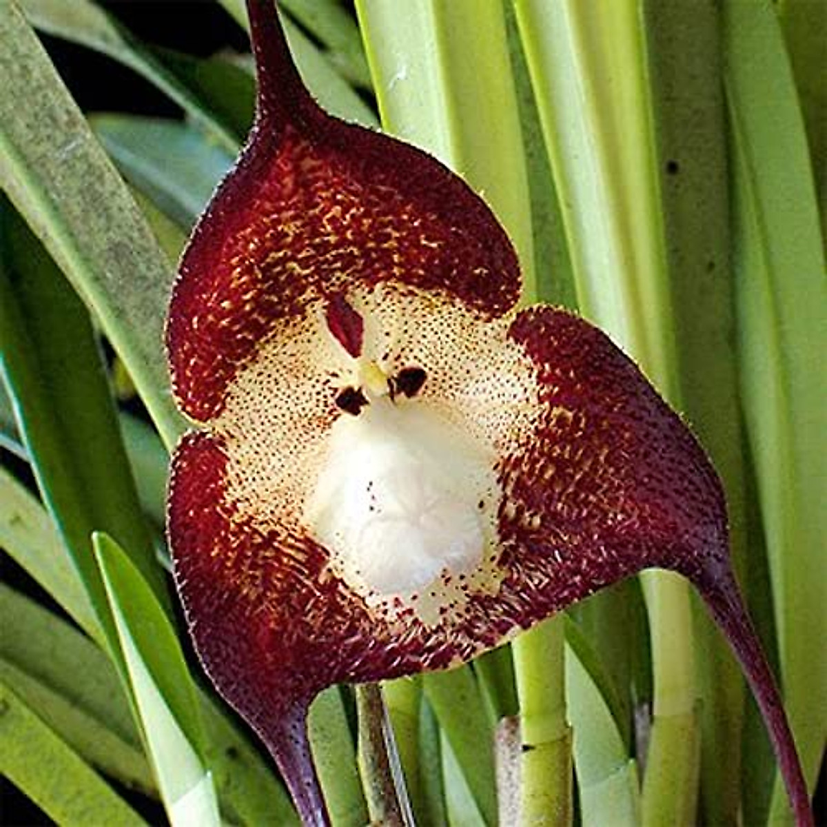 QAUZUY GARDEN 100 Mix Rare Monkey Face Orchid Seeds for Planting - Rare ...