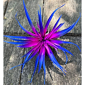 Live Tillandsia Capitata Peach Colorful Air Plant 6-8 inch Enhanced Color Highlighted Grows a Huge 14 inches Easy Care Indoor Outdoor Home Decor Gift Airplant Awesome Industries (Moonbeam 6")