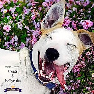 Kingdom Pets Filler Free Duck Jerky & Sweet Potato Twists, Premium Treats for Dogs, 48-Ounce Bag