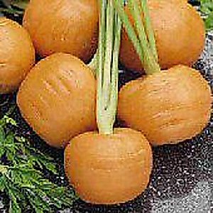 Thumbelina Carrots Seeds (((50 Seed Packet))) (More Heirloom, Non GMO, Vegetable, Fruit, Herb, Flower Garden Seeds at Seed King Express)