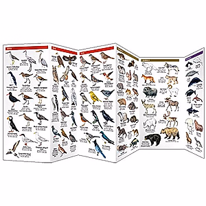 Alaska Wildlife: A Folding Pocket Guide to Familiar Animals (Nature Observation North America)