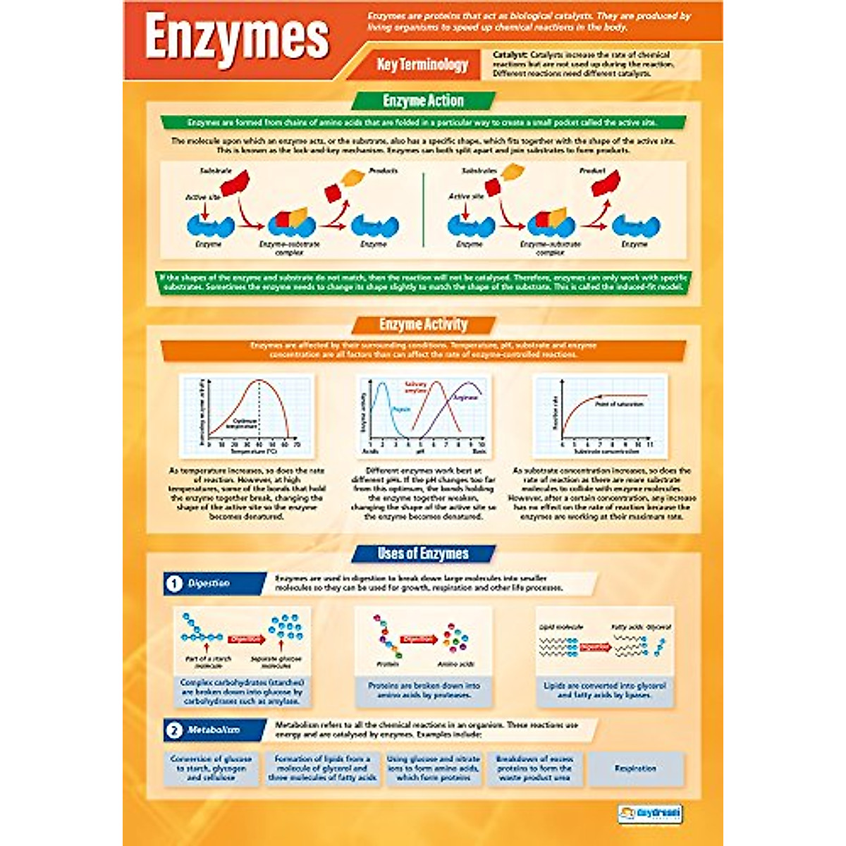 Daydream Education Enzymes | Science Posters | Gloss Paper measuring 33” x 23.5” | STEM Charts for the Classroom | Education Charts
