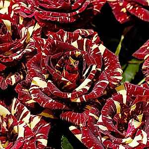 QAUZUY GARDEN 100 Rare Abracadabra Rose Rosa Seeds | Non-GMO Heirloom Perennial Flower Seed Striking Bush Vine Climber Fragrant Flower & Attract Pollinators