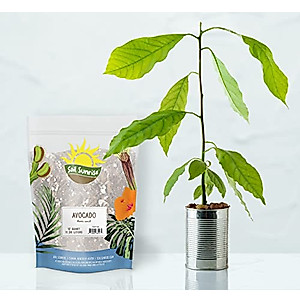 Avocado Tree Potting Soil Mix (12 Quarts), for Germinating, Growing and Repotting Avocado Plants