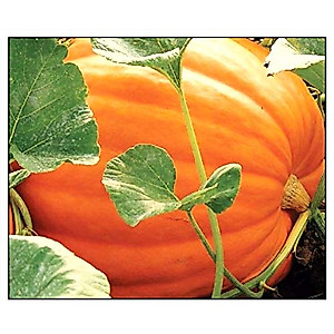 20 Big Max Pumpkin Seeds | Non-GMO | Fresh Garden Seeds