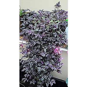 paperhome Wandering Jew - Tradescantia Zebrina - Inch P.Lant 9 Pcs C.uttings Silver Purple Burgundy