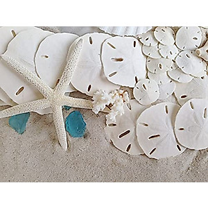 White Sand Dollars 2.5"-3" - 10pcs - Wedding Seashell Craft - Hand Picked and Professionally Packed by Tumbler Home