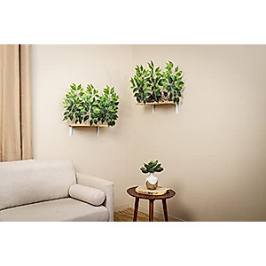 On2Pets Cat Shelves Wall-Mounted Cat Trees Cat Furniture for Climbing, Playing and Relaxing, Set of 2, Indoor Cat Shelf Made in USA… (Zen Green, Curved)