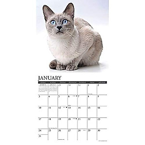 Siamese Cats 2021 Wall Calendar