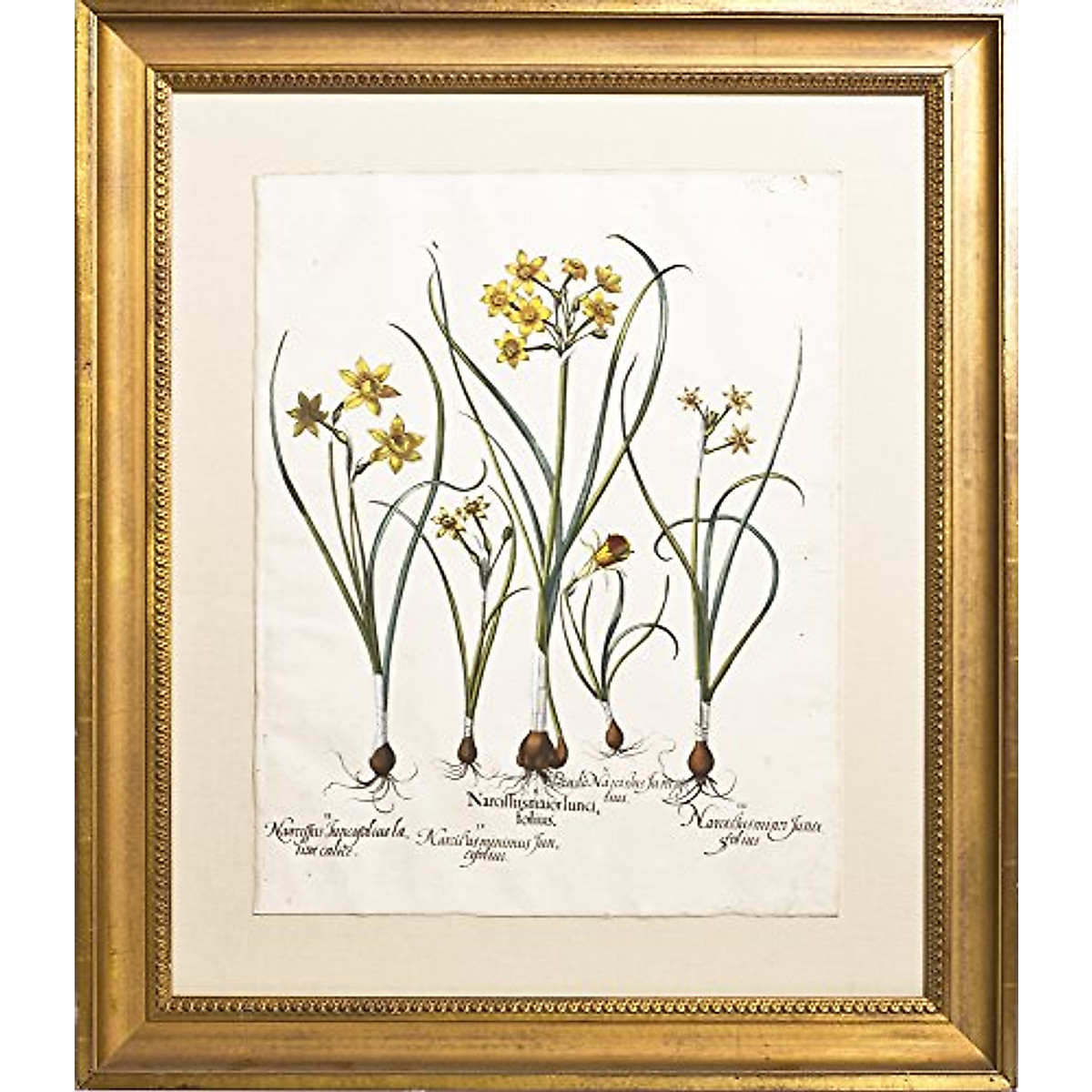 Narcissusmaiorlunci Folius