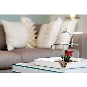 Marina CUBUS Glass Betta Kit – Elegant Glass Aquarium for Homes or Offices