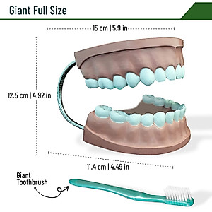 Ajax Scientific - Dental Care Mouth Model, Fake Teeth, Dental Hygiene Toy - with Giant Toothbrush - Plastic - 6 x 4.5 x 5 inches