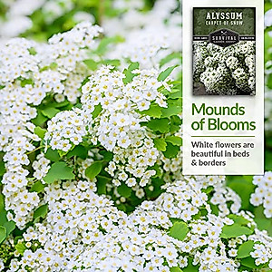 Survival Garden Seeds - Carpet of Snow Alyssum Seed for Planting - Packet with Instructions to Plant and Grow Lobularia maritima in Your Home Flower or Vegetable Garden - Non-GMO Heirloom Variety