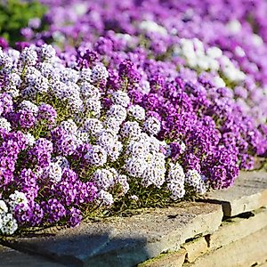 Alyssum Seeds - Magic Circle Mix - Packet - Mixed Flower Seeds, Open Pollinated Seed Attracts Bees, Attracts Butterflies, Attracts Pollinators, Fragrant, Container Garden