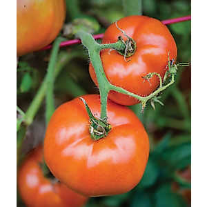 Burpee 'Big Boy' Hybrid Tomato Seeds, Large Slicing Tomato with Rich Flavor,50 Non-GMO Seeds