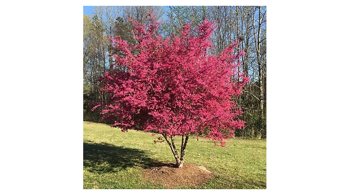 1105-Eastern Redbud Tree (Cercis Canadensis ‎) Seeds by ...