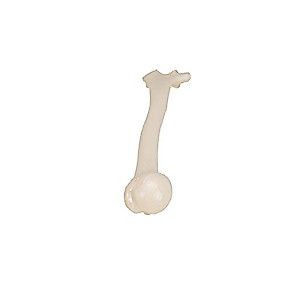 3B Scientific A45/1 Humerus - 3B Smart Anatomy