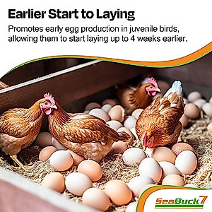 SeaBuck 7 Chicken & Bird Supplement with Sea Buckthorn to Improve Egg Quality (1-Month Supply for 20 Chickens) – Earlier Laying, Egg Production Booster & Higher Quality Eggs