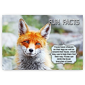 ANIMALS FUN FACTS postcard set of 20 postcards. Animal and bird post cards variety pack. Made in USA.