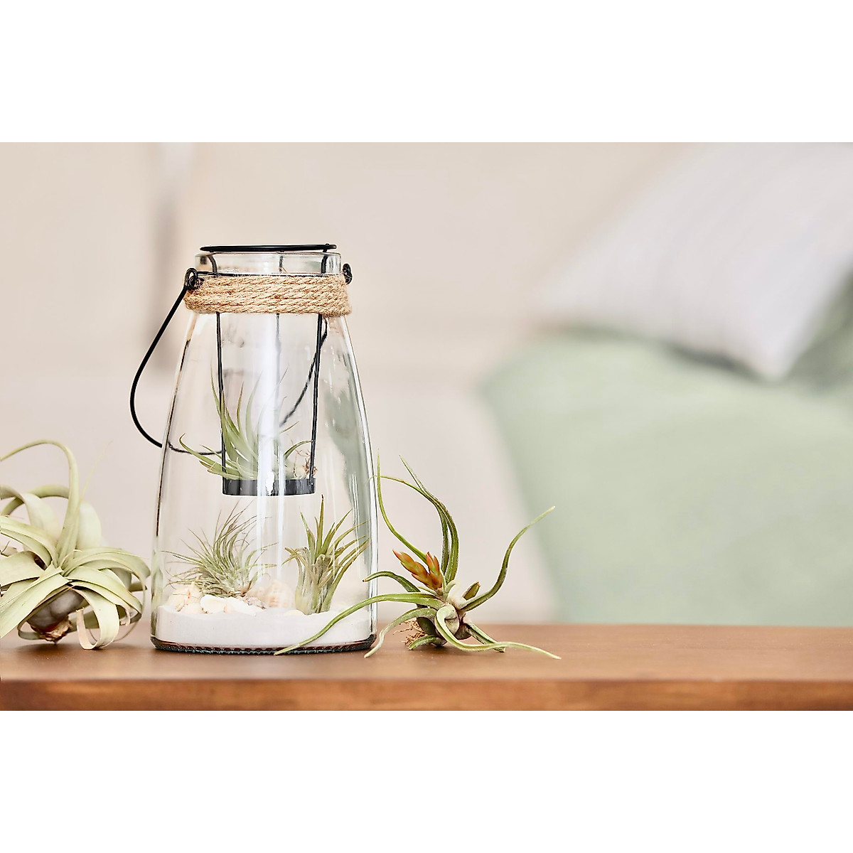 Air Plant Low Light House Plants Box (4PK) Tillandsia Air Plants Live Houseplants Live Indoor Plants Live Succulents Plants Live Terrarium Plants Live, Air Plant Holder Airplant Kit by Plants for Pets