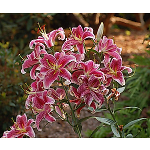 Stargazer Oriental Lilies (12 Pack of Bulbs) - Freshly Dug Flower Bulbs