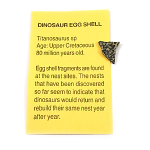 Rare Fossil Dino Pac - Real Dinosaur Egg, Bone, and Dung Fossils with Info Cards, Geologic Timescale, and 4X Magnifier