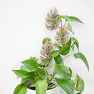 Treleaf Monstrella Wall Clips for Climbing Plants – Wooden trellis- Create green wall with your houseplant vines, home decor perfect for pothos, self-adhesive fixture(Set of 3)