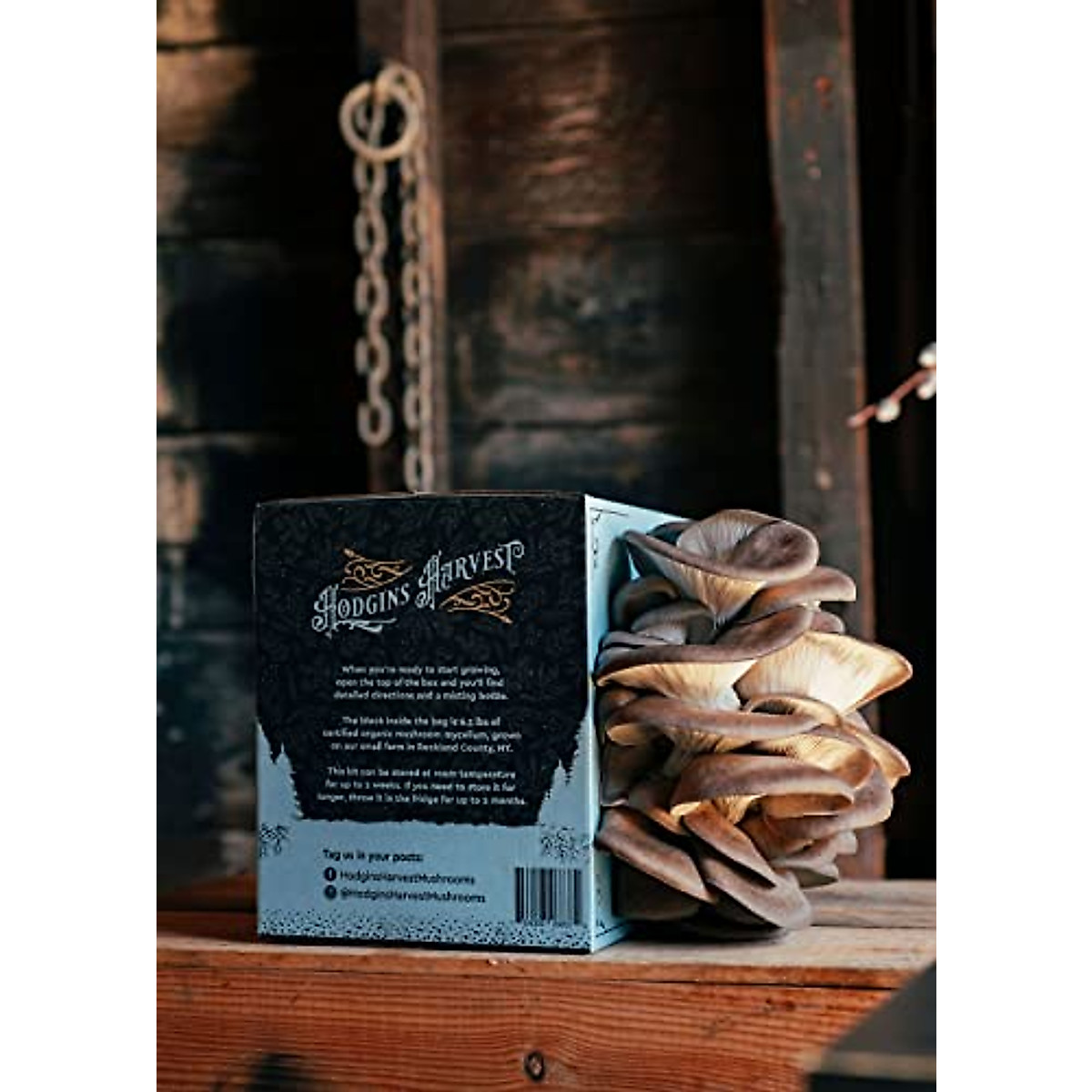 Hodgins Harvest Extra-Large Oyster Mushroom Grow Kit (7lbs) | USDA Certified Organic | Grow Your Own Delicious Gourmet Mushrooms at Home